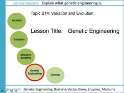 AQA GCSE: B14 Variation and Evolution: L4 Genetic Engineering ...