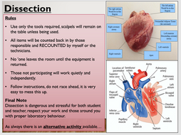 KS4 B4.3 The heart | Teaching Resources
