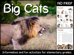 Big Cats | Teaching Resources
