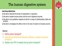 AQA GCSE Biology - The human digestive system | Teaching Resources