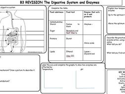Revision mat NEW AQA GCSE B3 unit on Digestion and Enzymes | Teaching ...