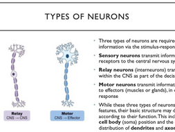 OCR A Biology A-level 5.1.3 Neuronal Communication, neurotransmitters ...