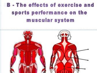 GCSE PE - Muscular System (Full lesson) | Teaching Resources