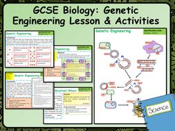 KS4 AQA GCSE Biology (Science) Genetic Engineering Lesson & Activities ...
