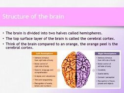 AQA GCSE Psychology - Brain and Neuropsychology Lessons 1 - 10 ...