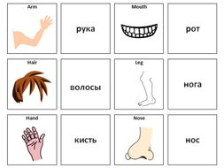 Parts Of The Body: Russian Vocabulary Card Sort | Teaching Resources