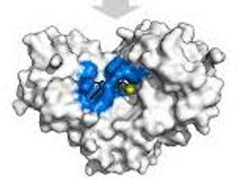 Biology, microscopes, cells, plants, enzymes, magnification - 15 ...