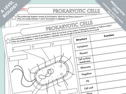 A Level Biology Worksheet: Prokaryotic Cells | Teaching Resources