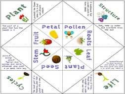 Plant Structure Activity | Teaching Resources