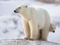 Adaptation - Polar Bears | Teaching Resources