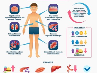 16.3 Hormones & Regulation of Blood Glucose | Teaching Resources