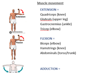 GCSE PE AQA New 2016 muscular & skeletal system | Teaching Resources