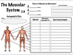 Muscular System GCSE PE (OCR 1.1.b) Revision Sheet | Teaching Resources