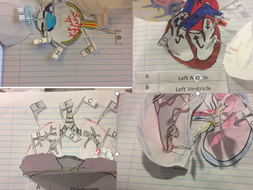 Biology dissection foldables collection (bulk buy for 25% savings ...