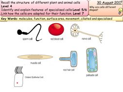 Animal Cell Specialisation Bbc Bitesize : BBC Bitesize - National 5 ...