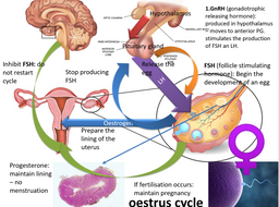 Reproduction and Hormones: fertilisation, implantation, pregnancy and ...