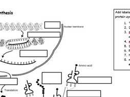 Protein synthesis GCSE | Teaching Resources