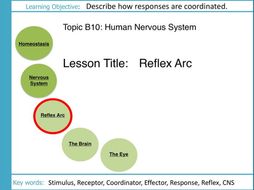 AQA GCSE: B10 The Human Nervous System: L3 The Reflex Arc | Teaching ...