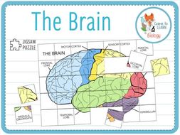 The Brain - Jigsaw Puzzle (KS4/5) | Teaching Resources