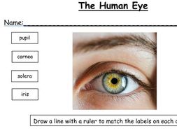 KS2 and 3 Label the Human skeleton, eye, ear and tooth (4 worksheets ...