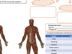Muscular system revision sheet - BTEC National Sport Unit 1 - Anatomy ...