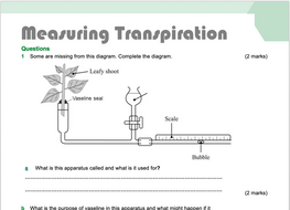 Factors affecting Transpiration | Teaching Resources