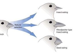 Massive bundle for speciation, gene flow, evolution and adaptations for ...