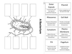 A Bacterium: Create a Labelled Diagram | Teaching Resources