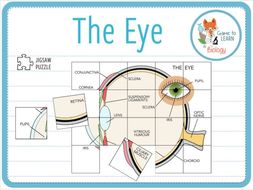 The Eye - Jigsaw Puzzle (KS3/4) | Teaching Resources