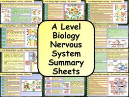 A Level Biology Nervous System Summary Sheets | Teaching Resources