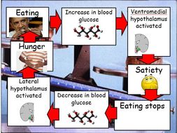 Eating behaviour: Neural mechanisms (Psychology AQA A) | Teaching Resources