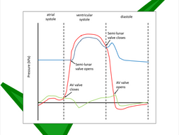 Cardiac cycle & ECG traces (Edexcel A-level Biology B) | Teaching Resources