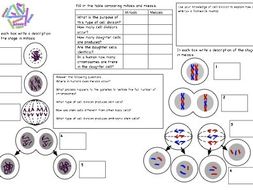 Cell division GCSE revision worksheet | Teaching Resources