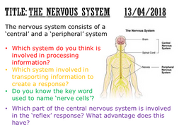 The nervous system - complete lesson (GCSE 1-9) | Teaching Resources