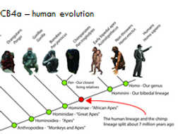 CB4a Edexcel 9-1- Human evolution - Lesson 3 | Teaching Resources