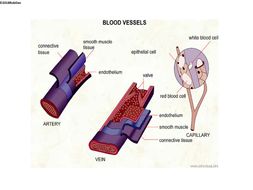 GCSE PE (Edexcel) - C1;T1.2.3 - Blood Vessels | Teaching Resources