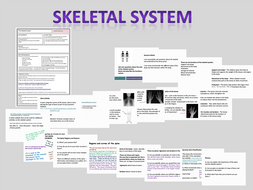 science ks2 , ks3. skeletal system | Teaching Resources