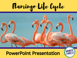 Flamingo Life Cycle PowerPoint KS2 | Teaching Resources