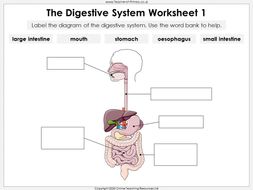 The Digestive System - Year 4 | Teaching Resources