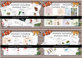 Animals Including Humans Year 1 | Teaching Resources