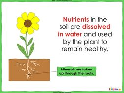 Plants and Water - Year 3 | Teaching Resources