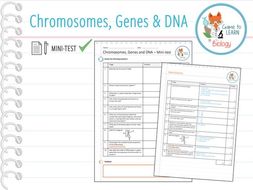 Chromosomes, Genes and DNA - Mini-test (KS3/4) | Teaching Resources