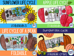 Plant life cycle foldable craft bundle | Teaching Resources
