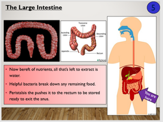 KS4 B3 Organisation and the digestive system by DinosaurLaboratory ...