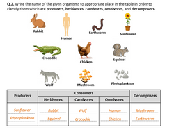 Producers, Consumers, and Decomposers - Worksheet | Distance Learning ...