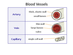 Blood vessels - Venn diagram activity | Teaching Resources
