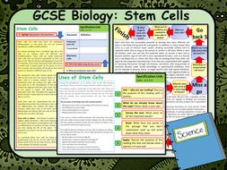 AQA GCSE Biology (Science) Stem Cells Lesson | Teaching Resources