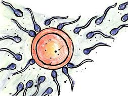 KS3 Fertilisation | Teaching Resources