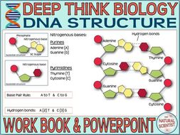 DNA STRUCTURE for GCSE & IGCSE BIOLOGY | Teaching Resources