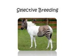 Selective Breeding | Teaching Resources